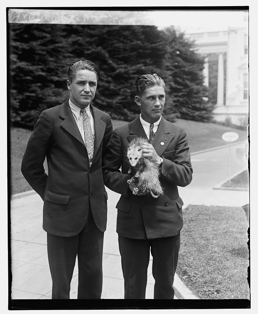 “His Effective Leadership”: President Hoover’s Good-Luck Possum | Boundary Stones